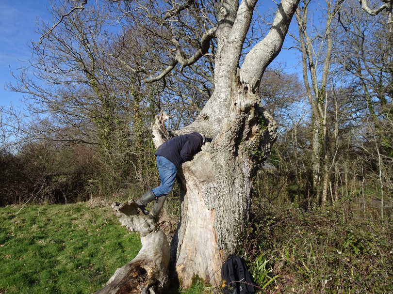 About – Bryophilous fungi