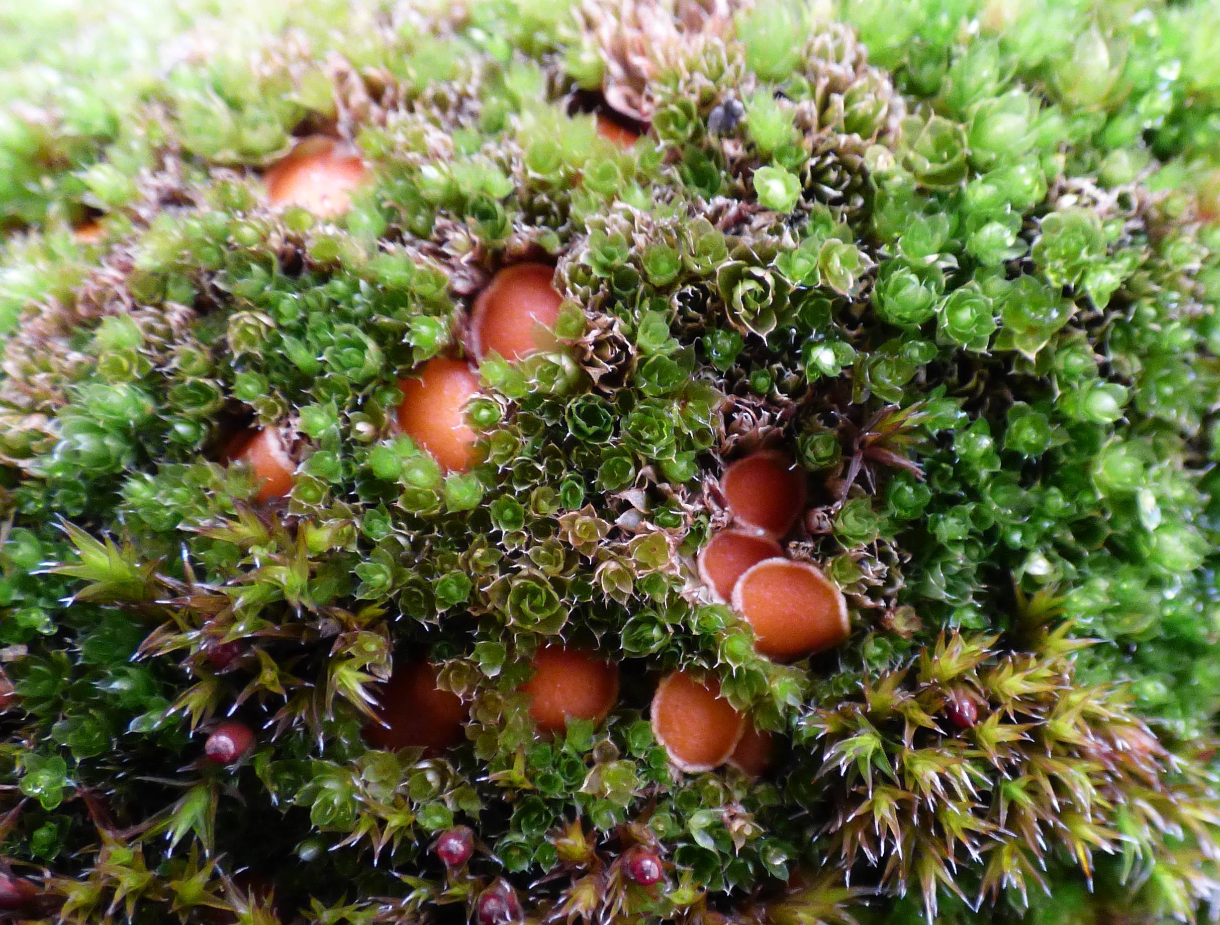 Octospora sp. Bryum-capillare – Bryophilous fungi