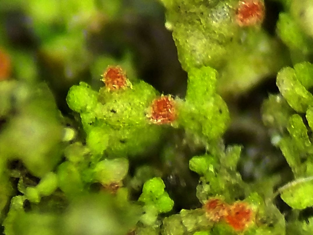 Bryocentria octosporelloides – Bryophilous fungi