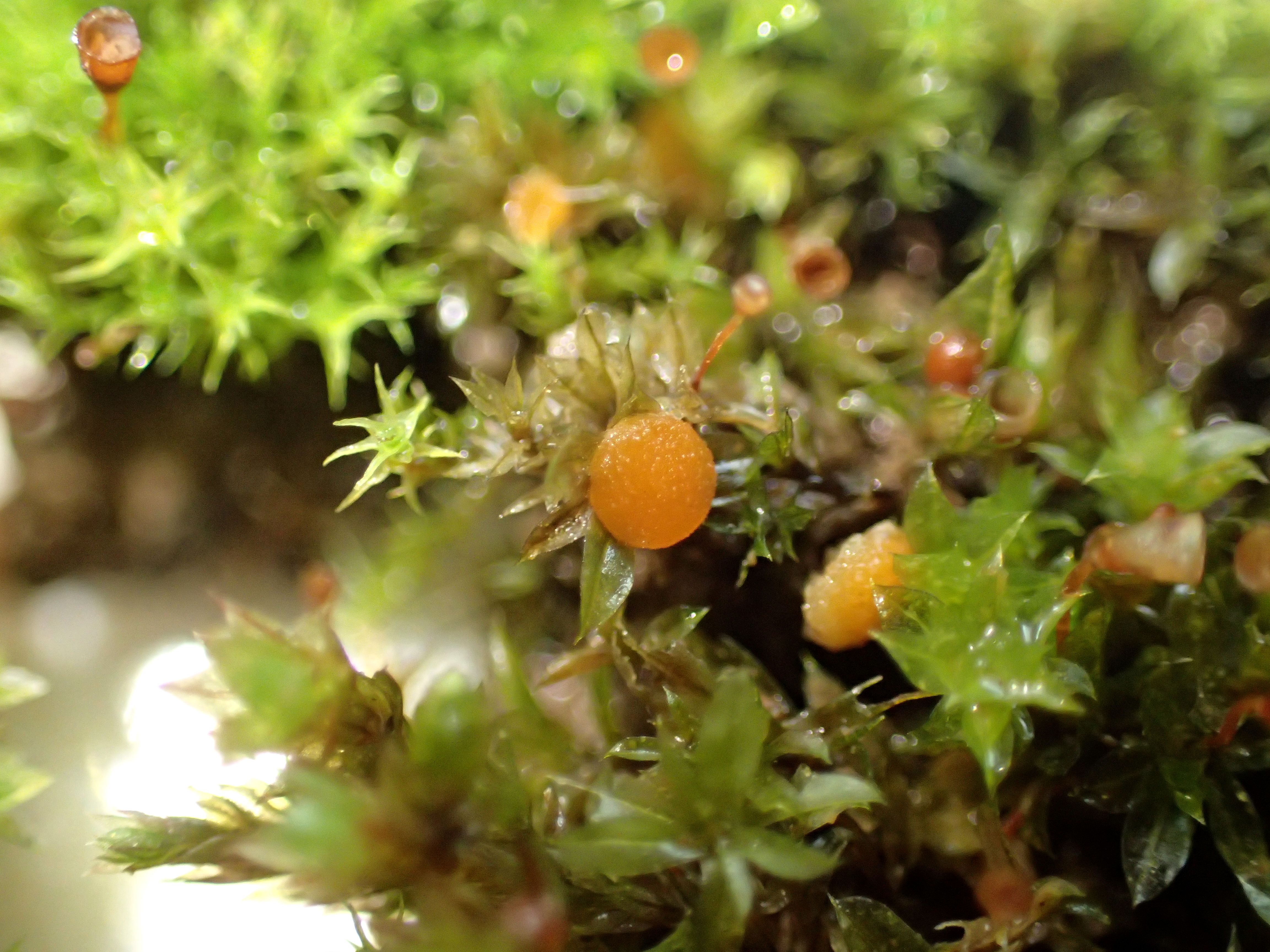 Octospora gyalectoides – Bryophilous fungi