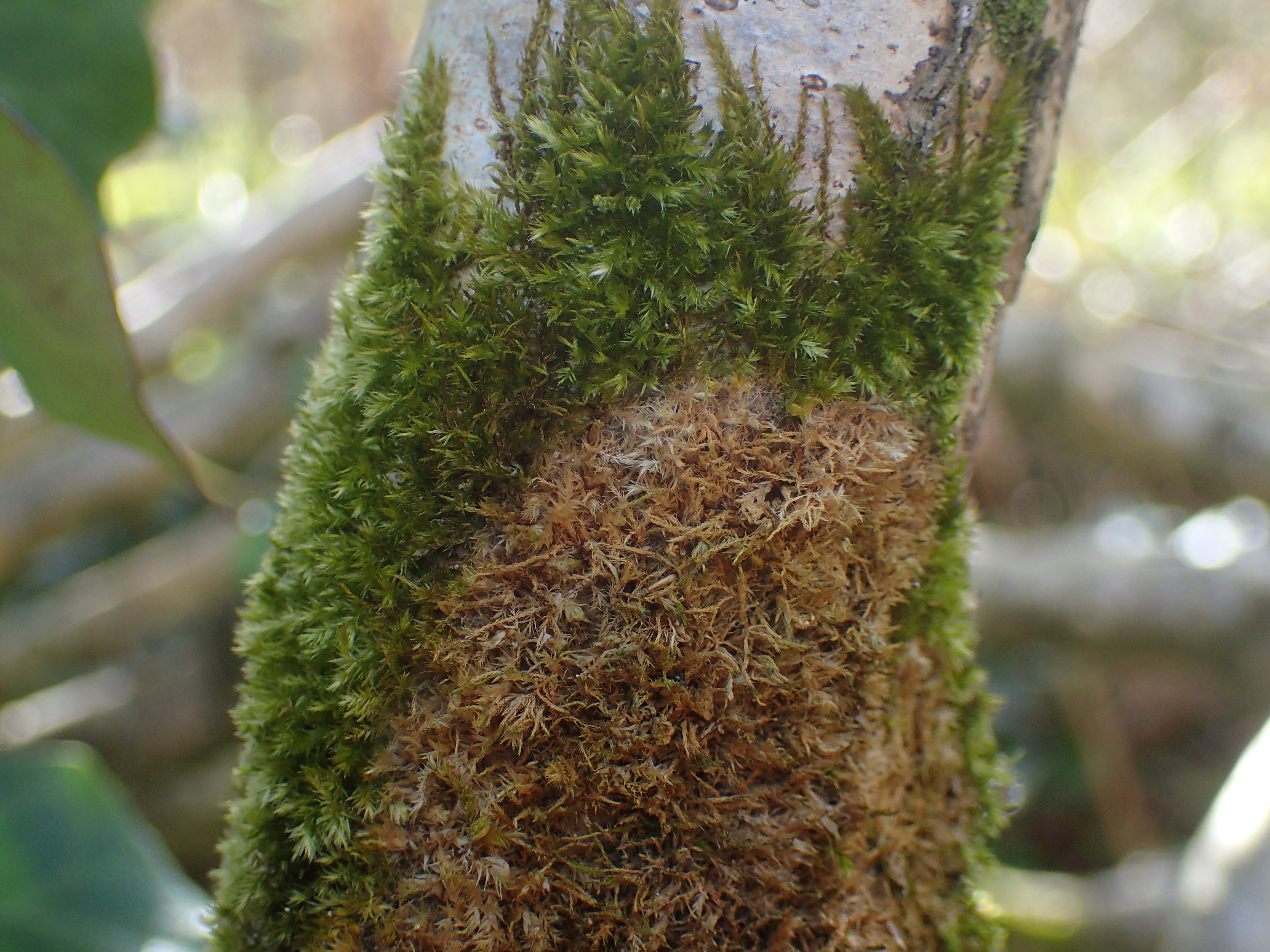 Acrospermum adeanum – Bryophilous fungi