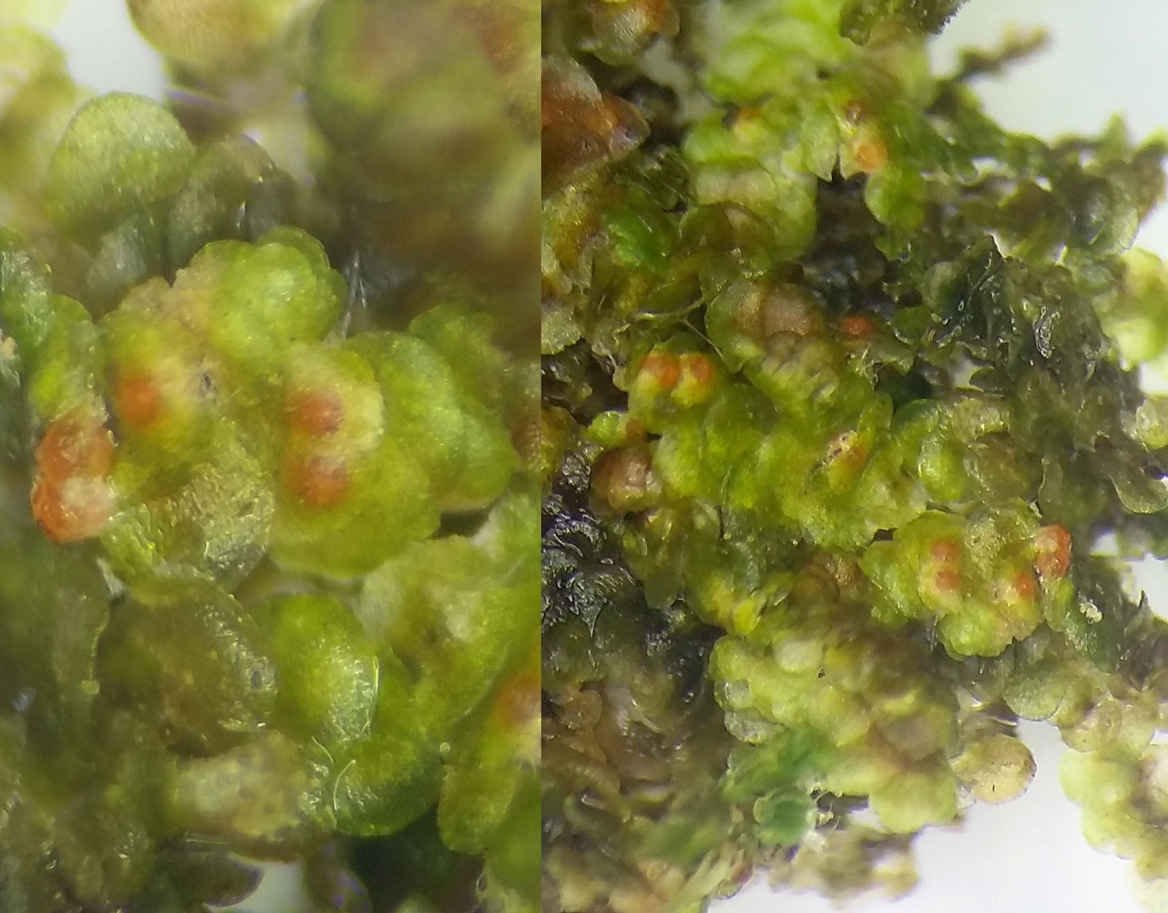 Looking for bryophilous fungi in the field – Bryophilous fungi