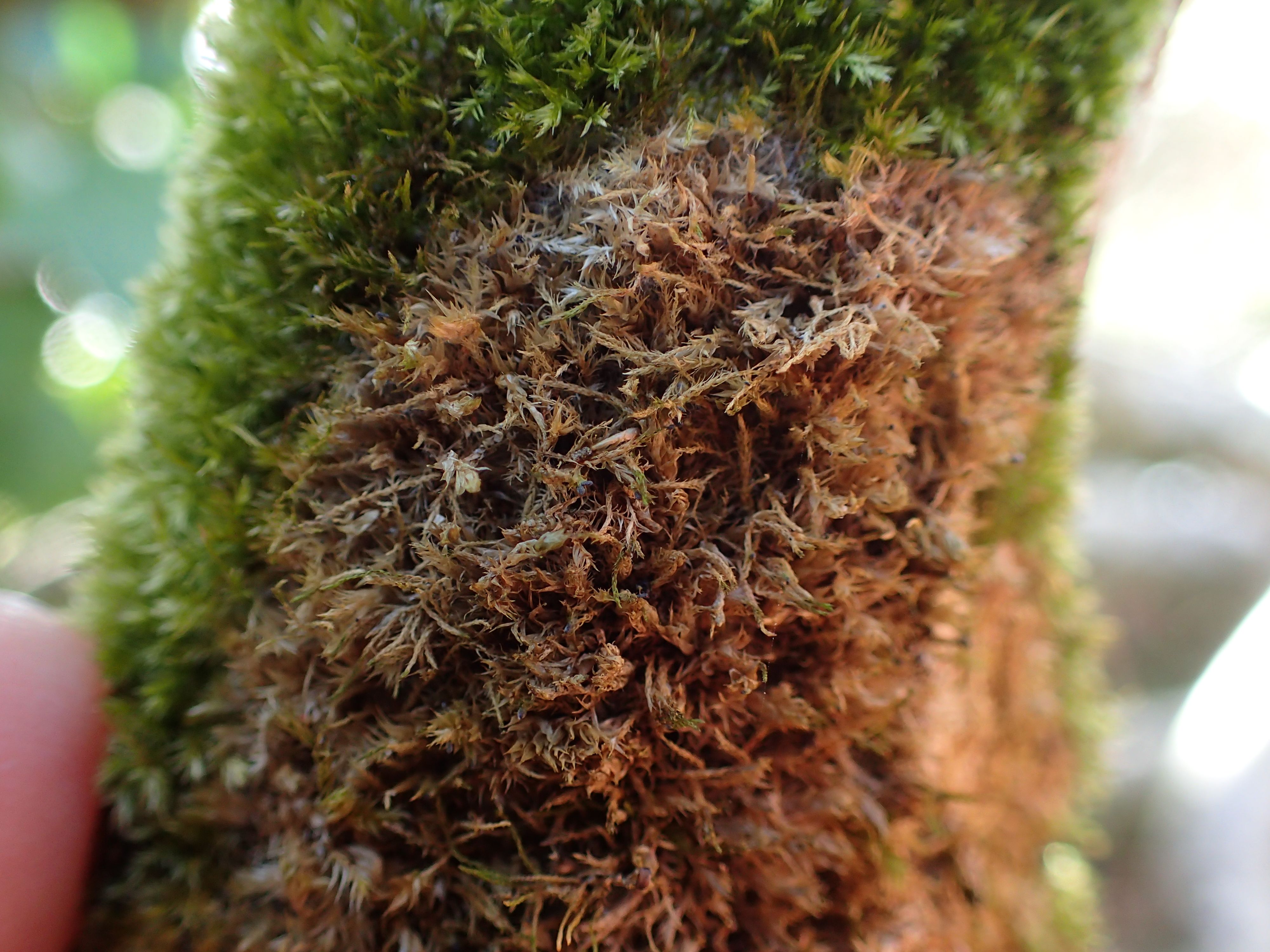 Looking for bryophilous fungi in the field – Bryophilous fungi