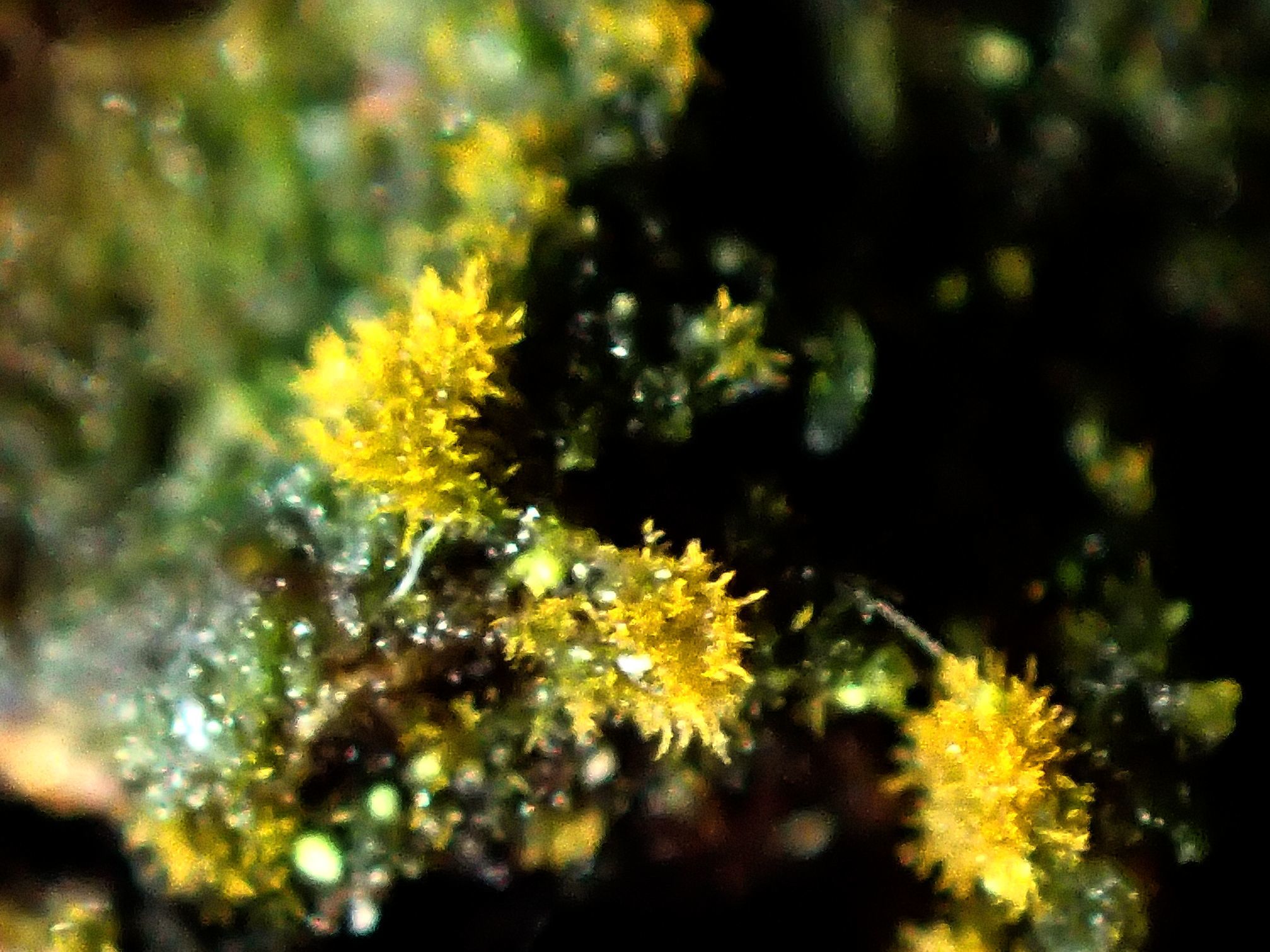Trentepohlia spp. – Bryophilous fungi