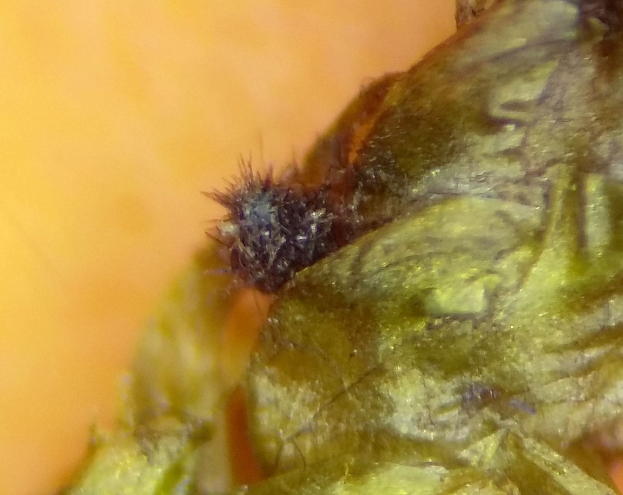 Lasiosphaeria sphagni – Bryophilous fungi