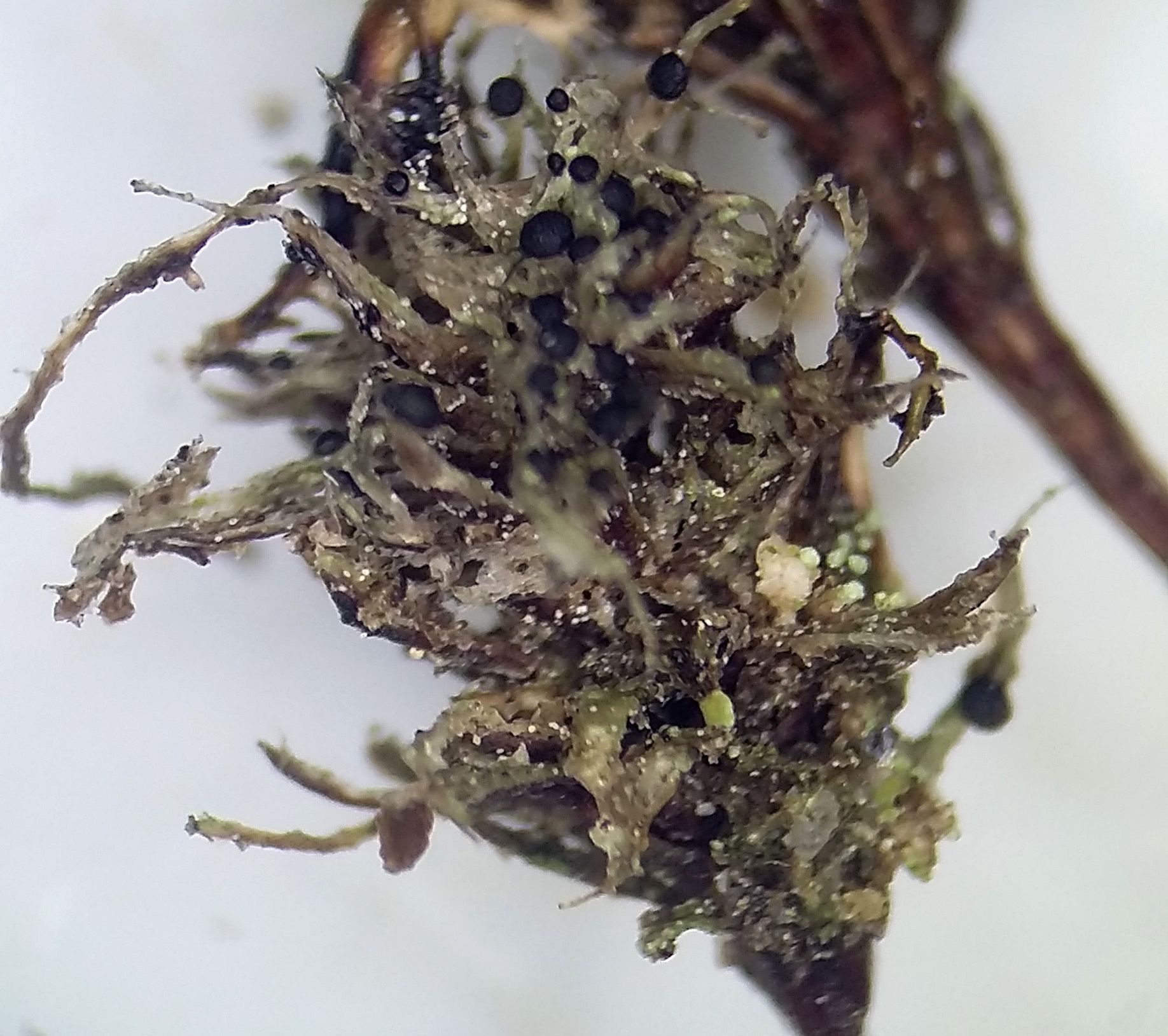 Micarea lignaria – Bryophilous fungi