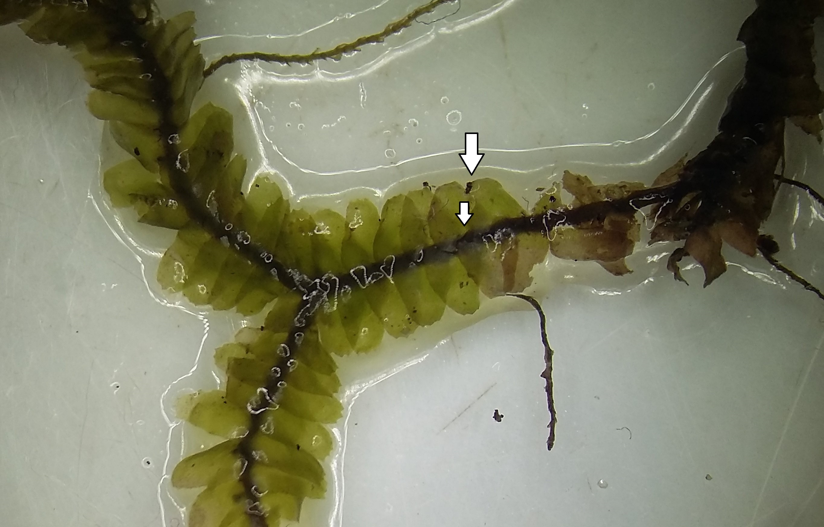 Bryonectria praetermissa – Bryophilous fungi