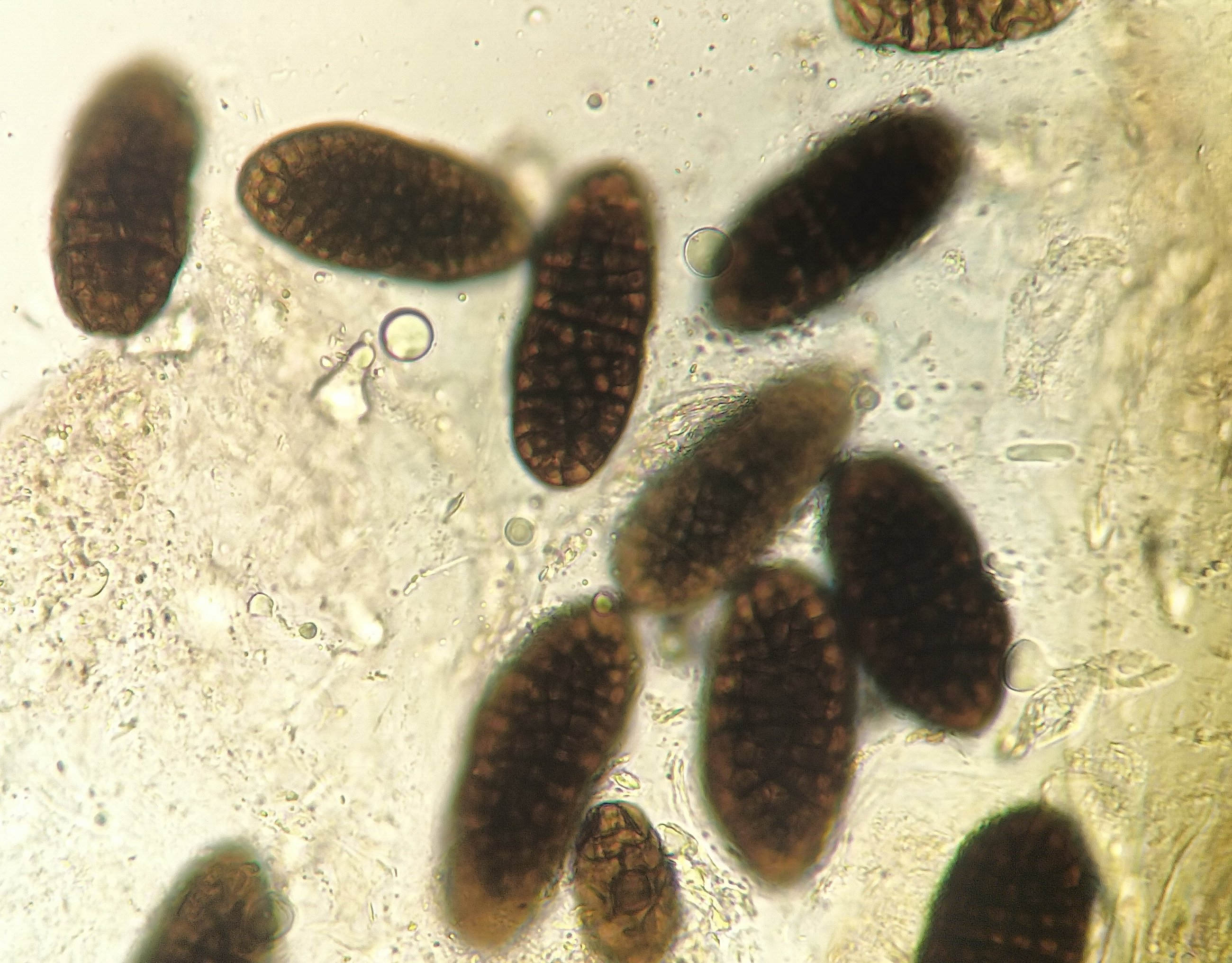 Atla wheldonii – Bryophilous fungi
