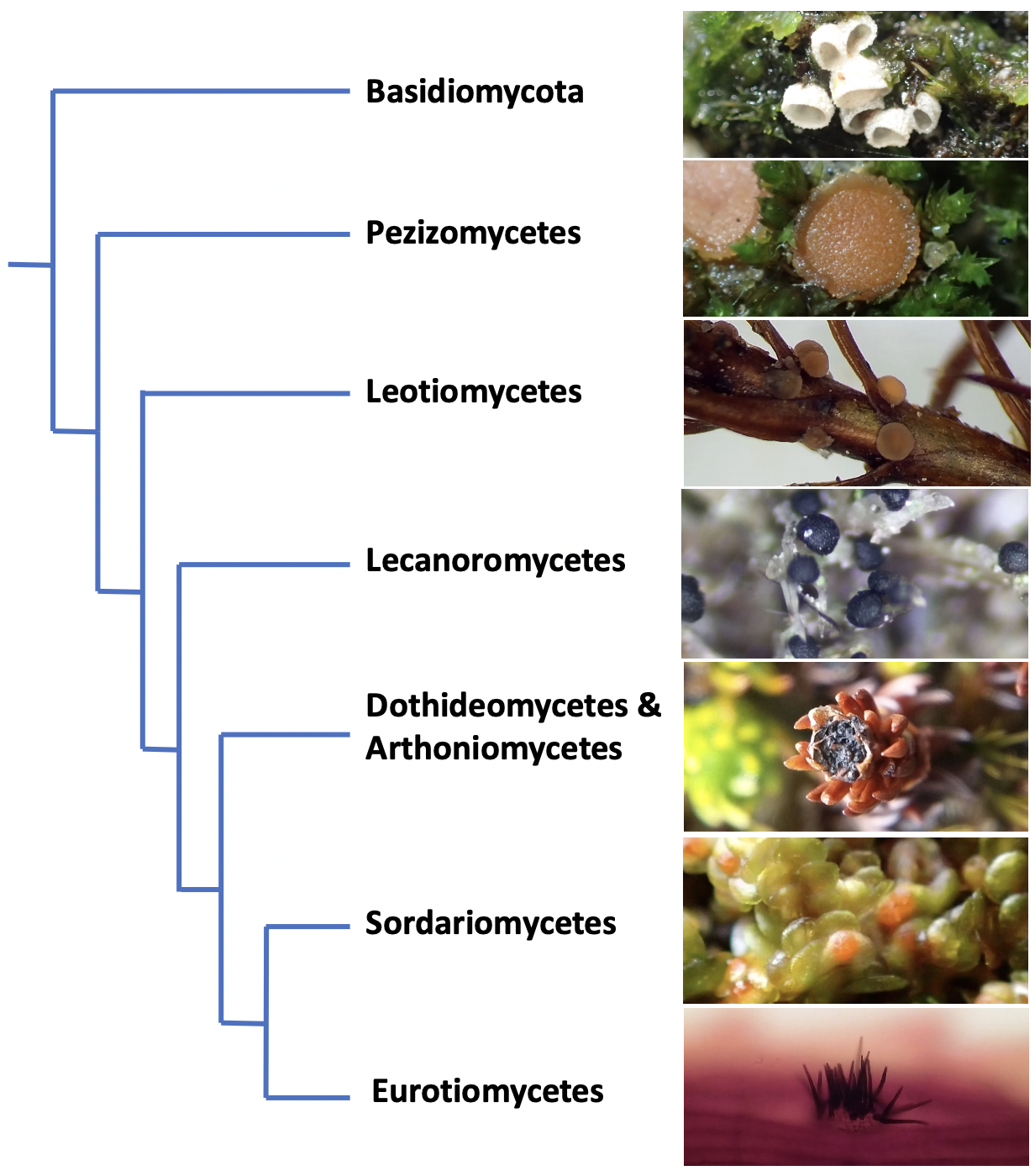 Bryophilous Fungi – Bryophilous fungi