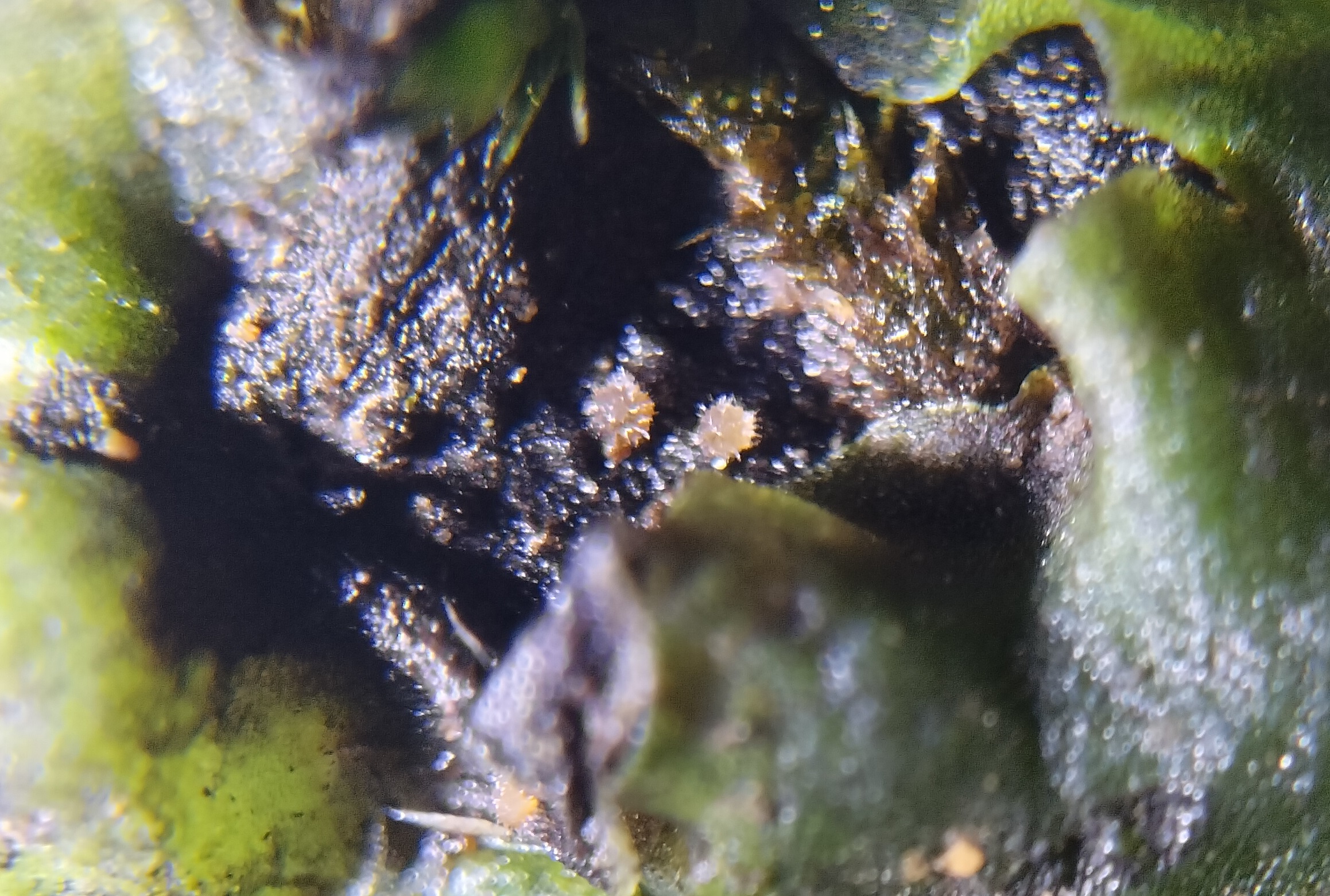 Octosporella fusispora – Bryophilous fungi