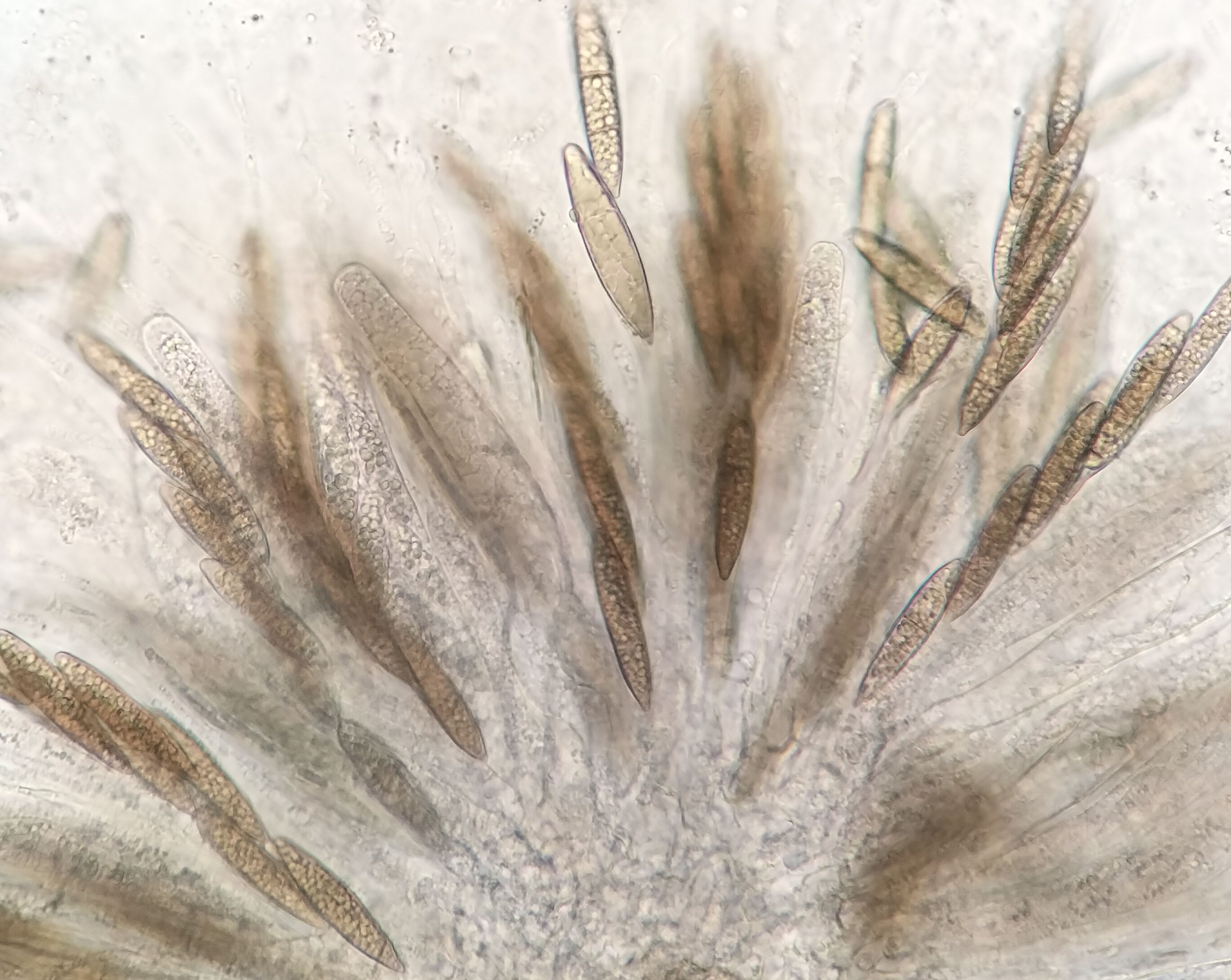 Leptomeliola ptilidii – Bryophilous fungi