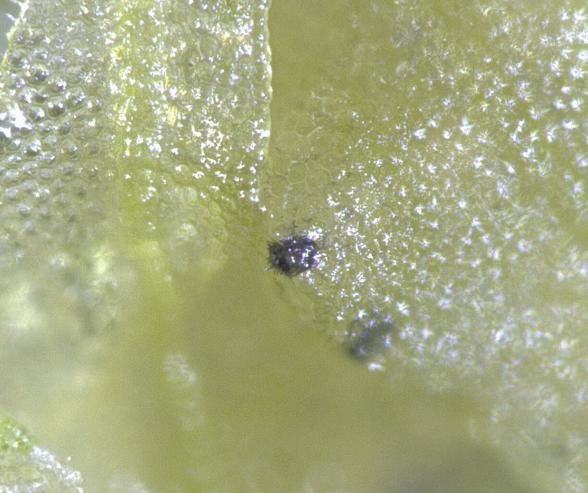 Epibryon hepaticicola – Bryophilous fungi